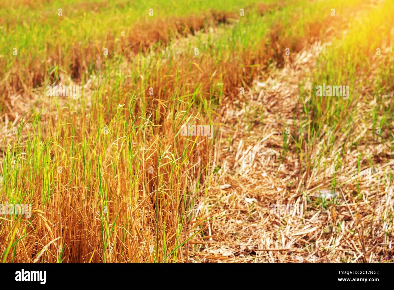 Paddy field insect hi-res stock photography and images - Alamy