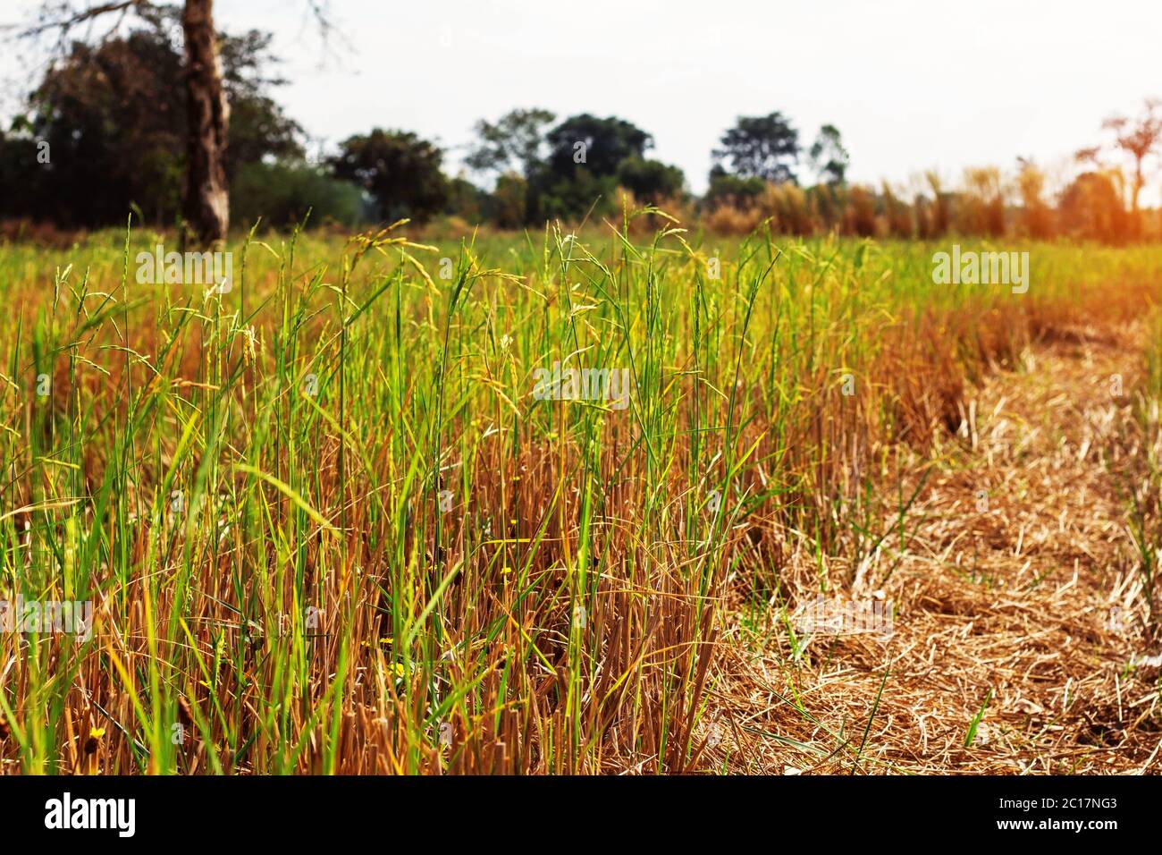 rice grains in a field with the daytime Stock Photo - Alamy