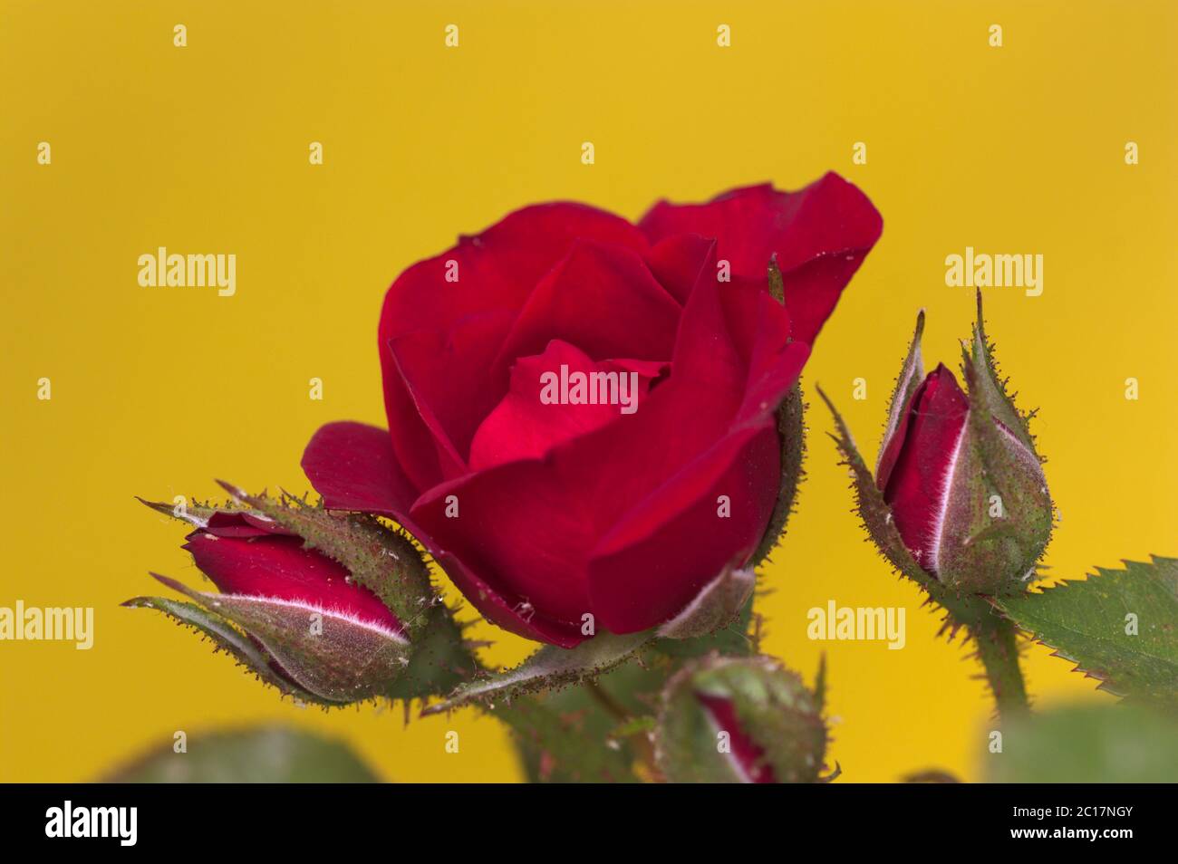 Image of some flowers that are emerging in a rose bush on a yellow ...