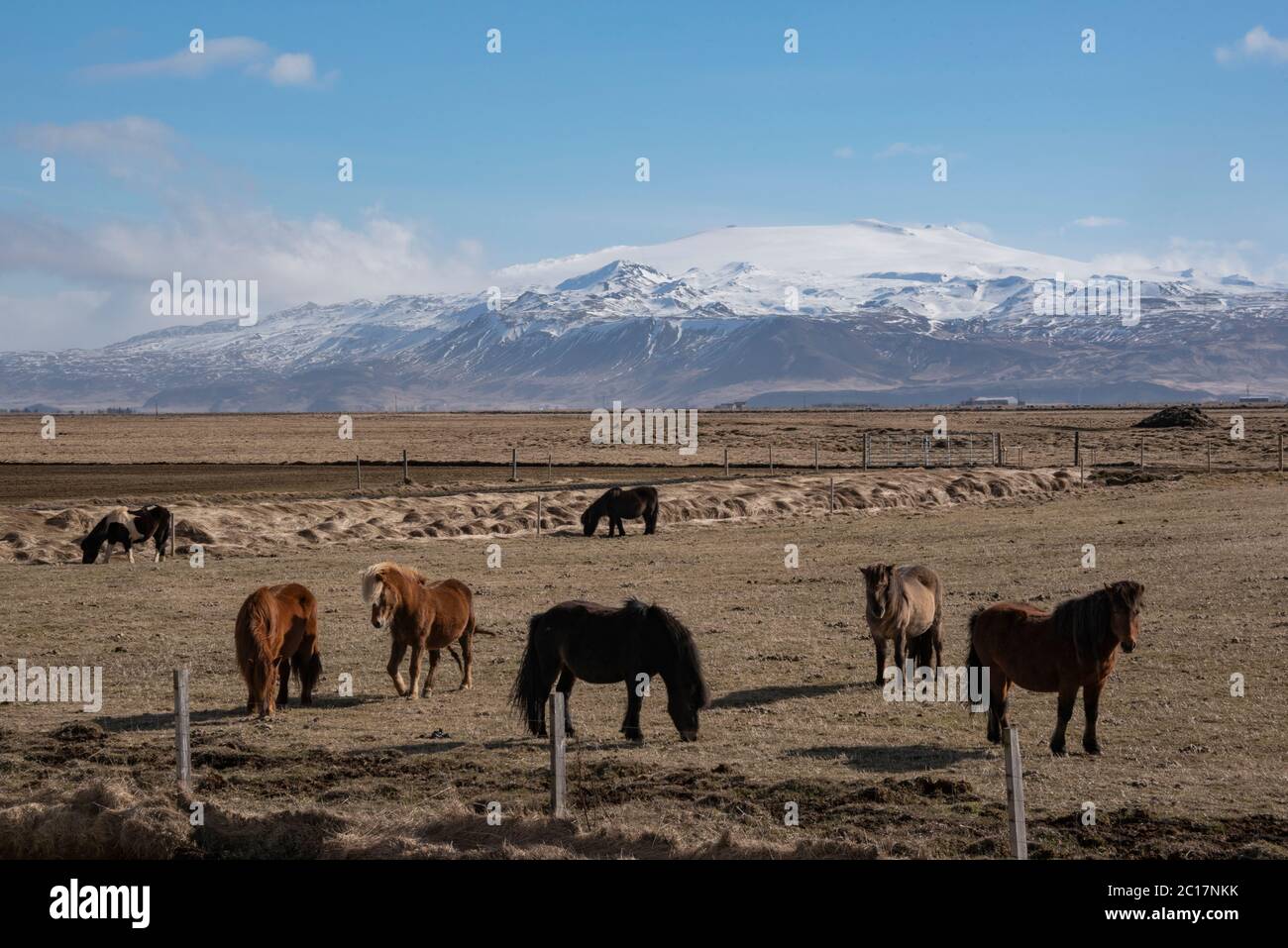 Icelandic horses grazing, with Eyjafjallajökull volcano in the ...