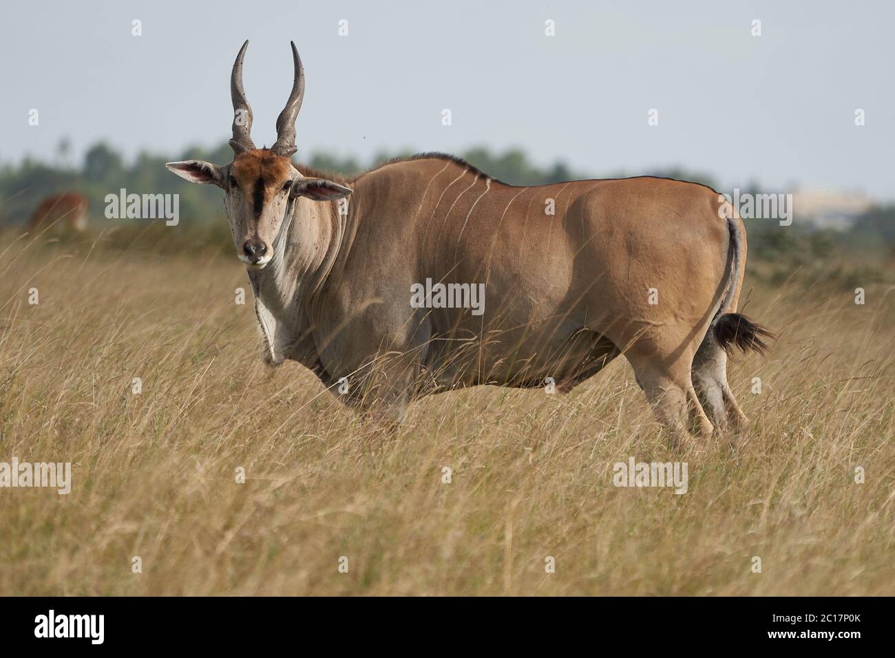 Common eland Taurotragus oryx also known as southern eland or eland ...