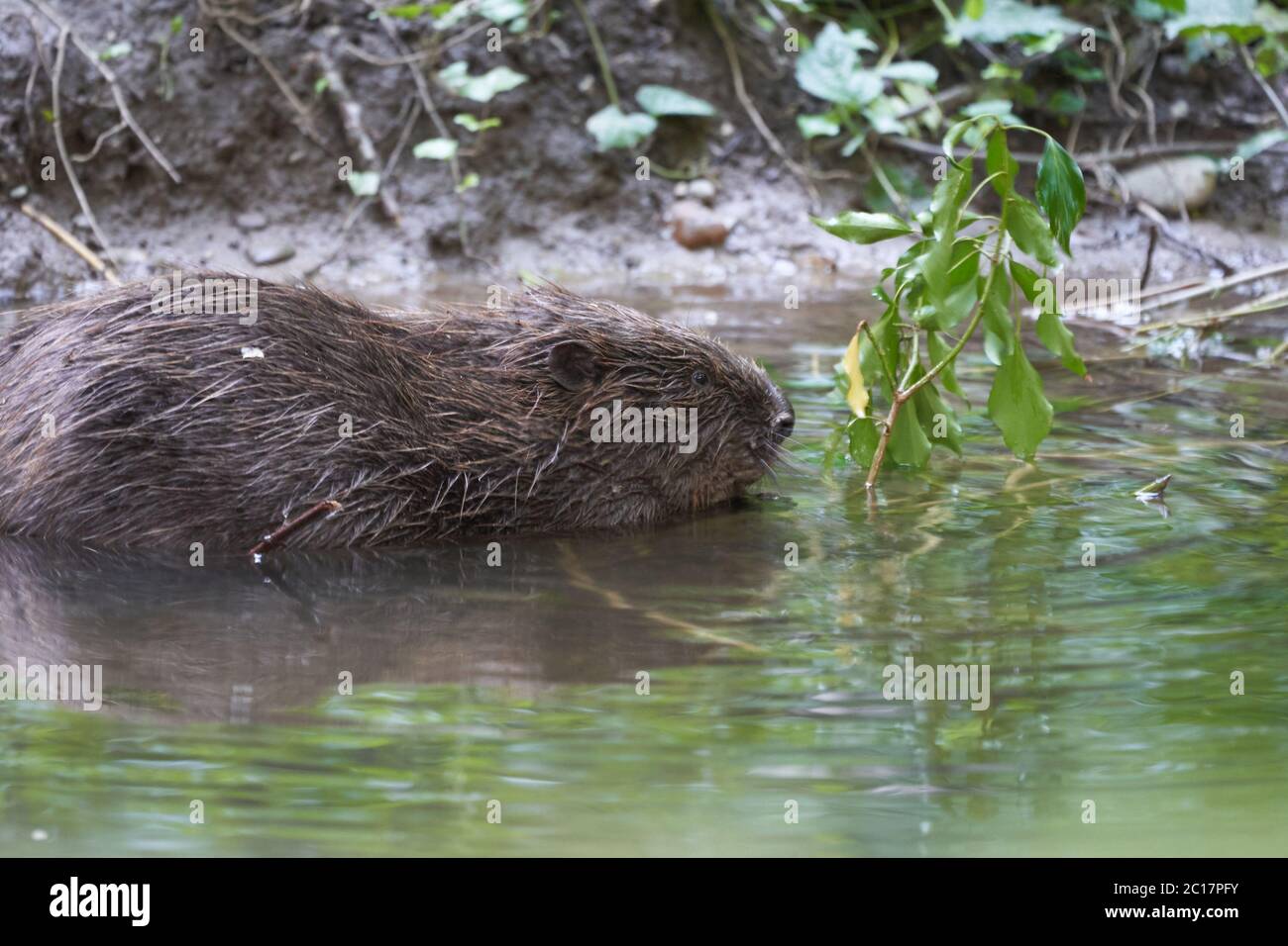 European Beaver Eurasian Castor Fiber Portrait River Stock Photo - Alamy