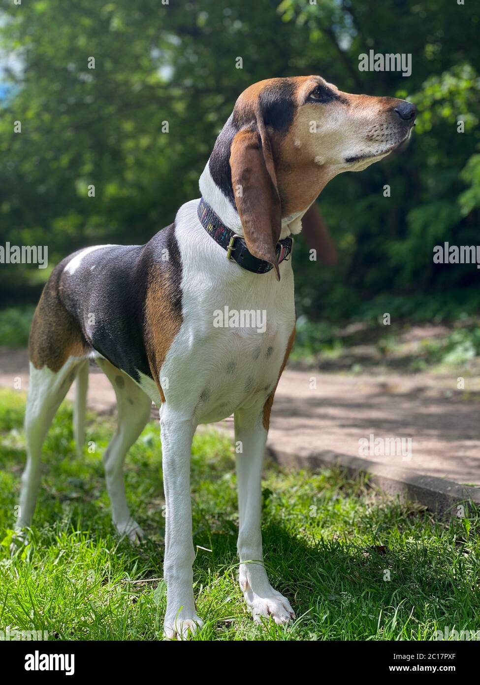 Pet photo in frame hi-res stock photography and images - Alamy