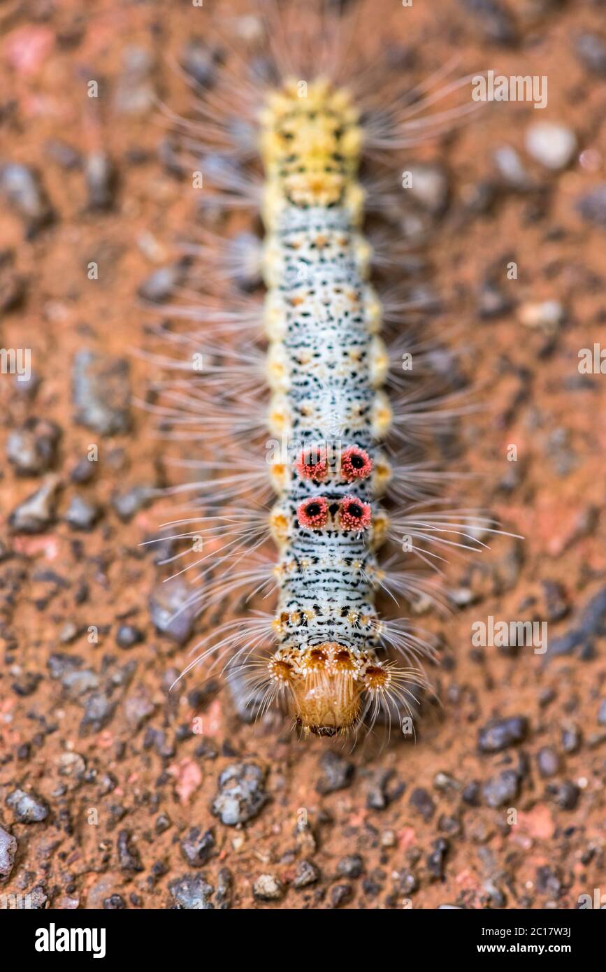 Larva on soil ground hi-res stock photography and images - Alamy