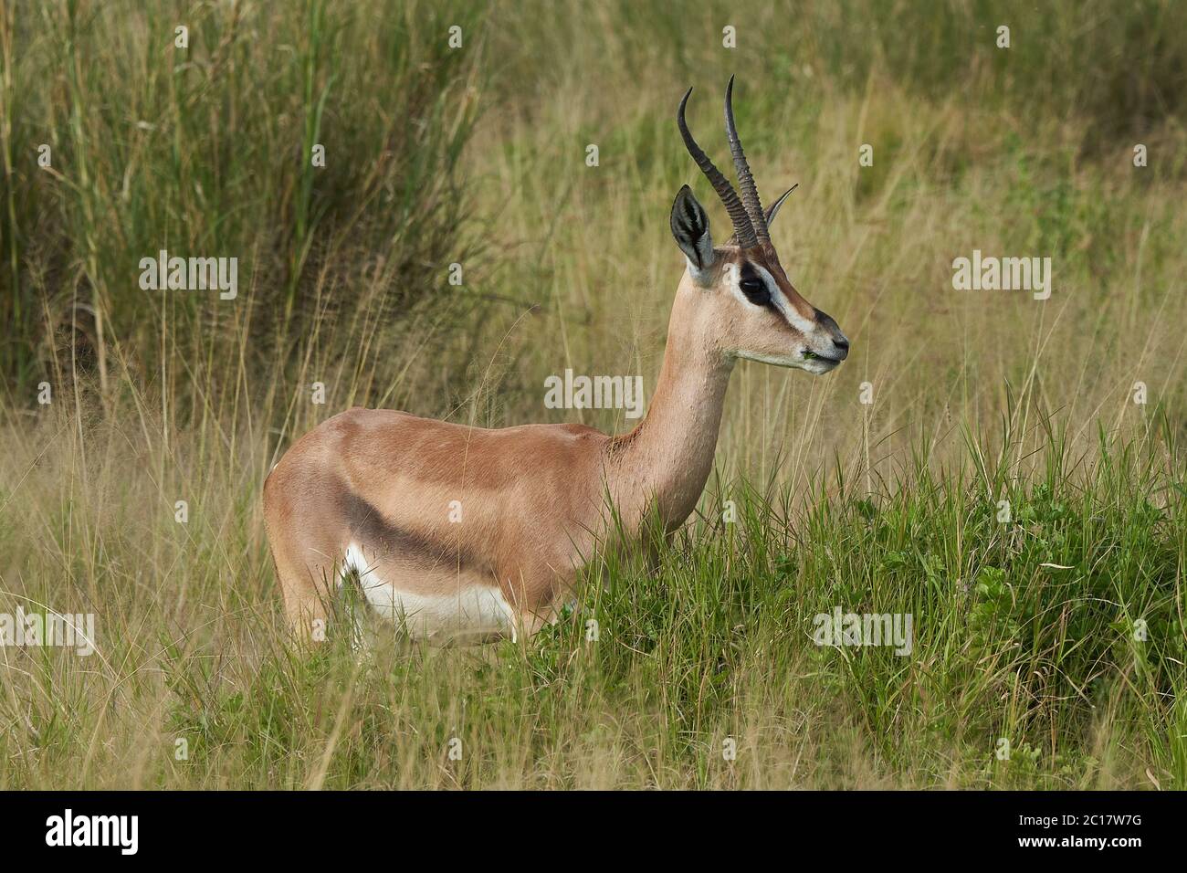 Thomson Thomsons Gazelle Eudorcas thomsonii Antelope Portrait Africa ...
