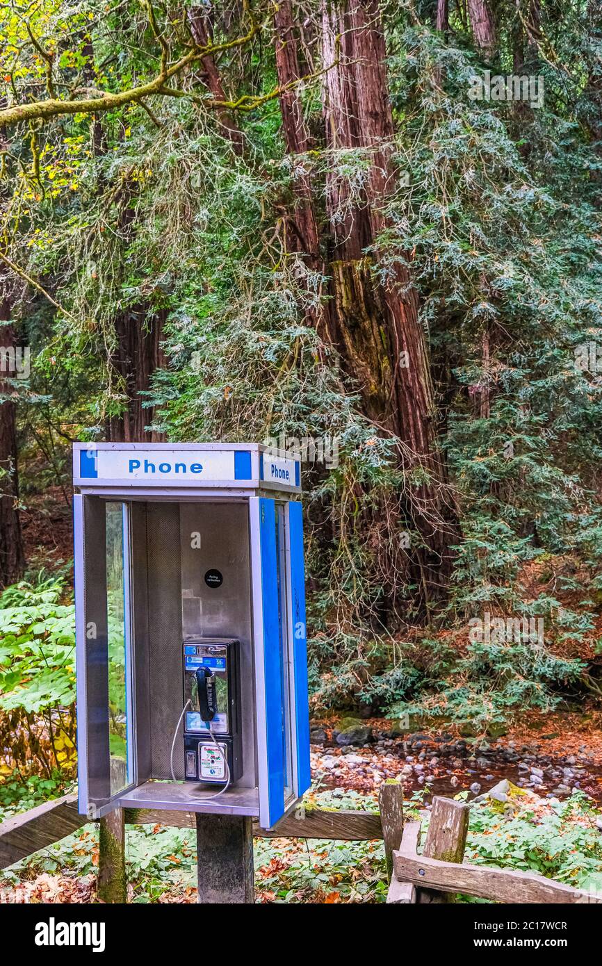 Telephone booth in forest hi-res stock photography and images - Alamy