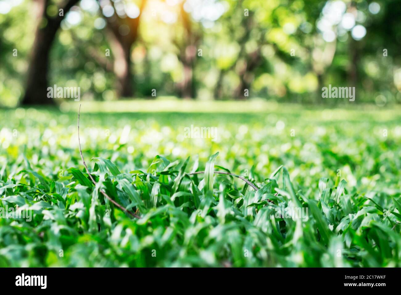 Park grass in macro hi-res stock photography and images - Alamy