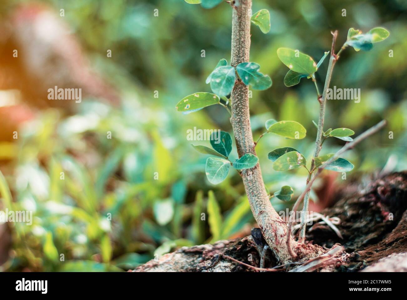 Branches that grow of tree Stock Photo - Alamy