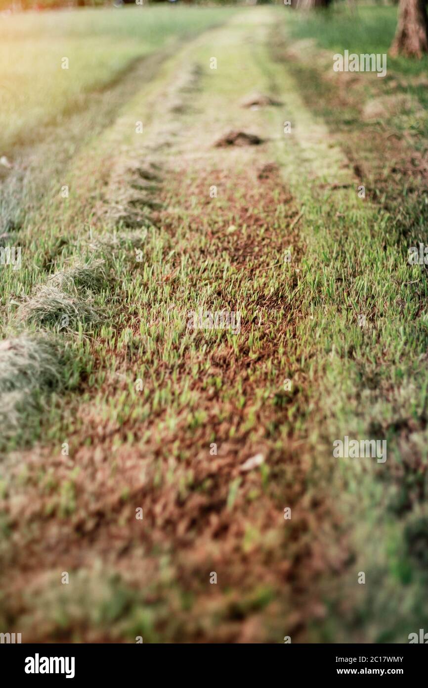 cut grass of walkway Stock Photo - Alamy