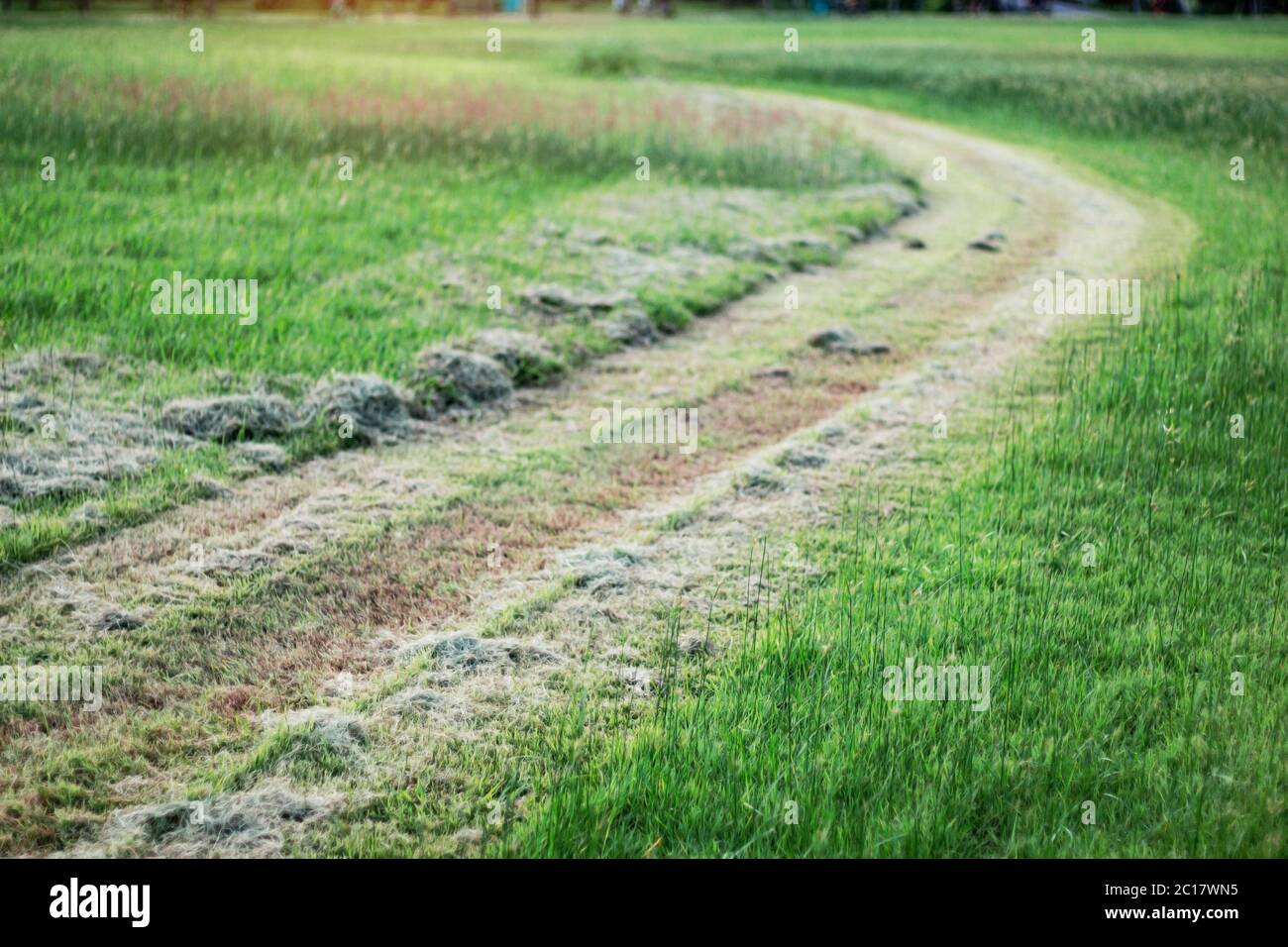 Lawn grass cut pattern garden hi-res stock photography and images - Alamy