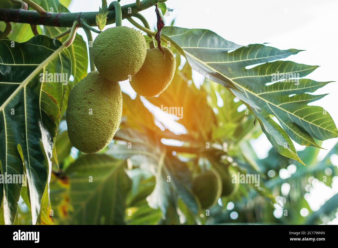 Fruits that are born naturally with sunlight Stock Photo - Alamy