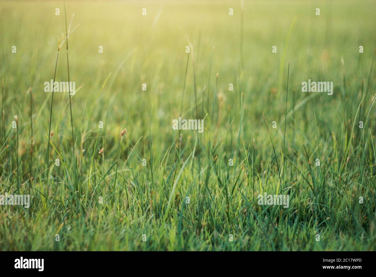 grass and beauty of nature Stock Photo - Alamy