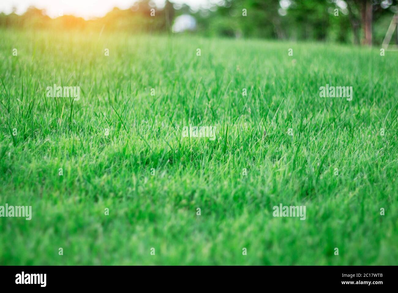 Green grass with the freshness of nature Stock Photo - Alamy