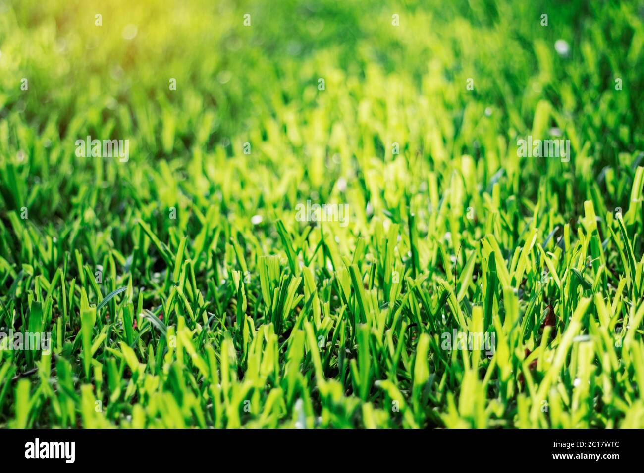 grass with sunshine Stock Photo - Alamy