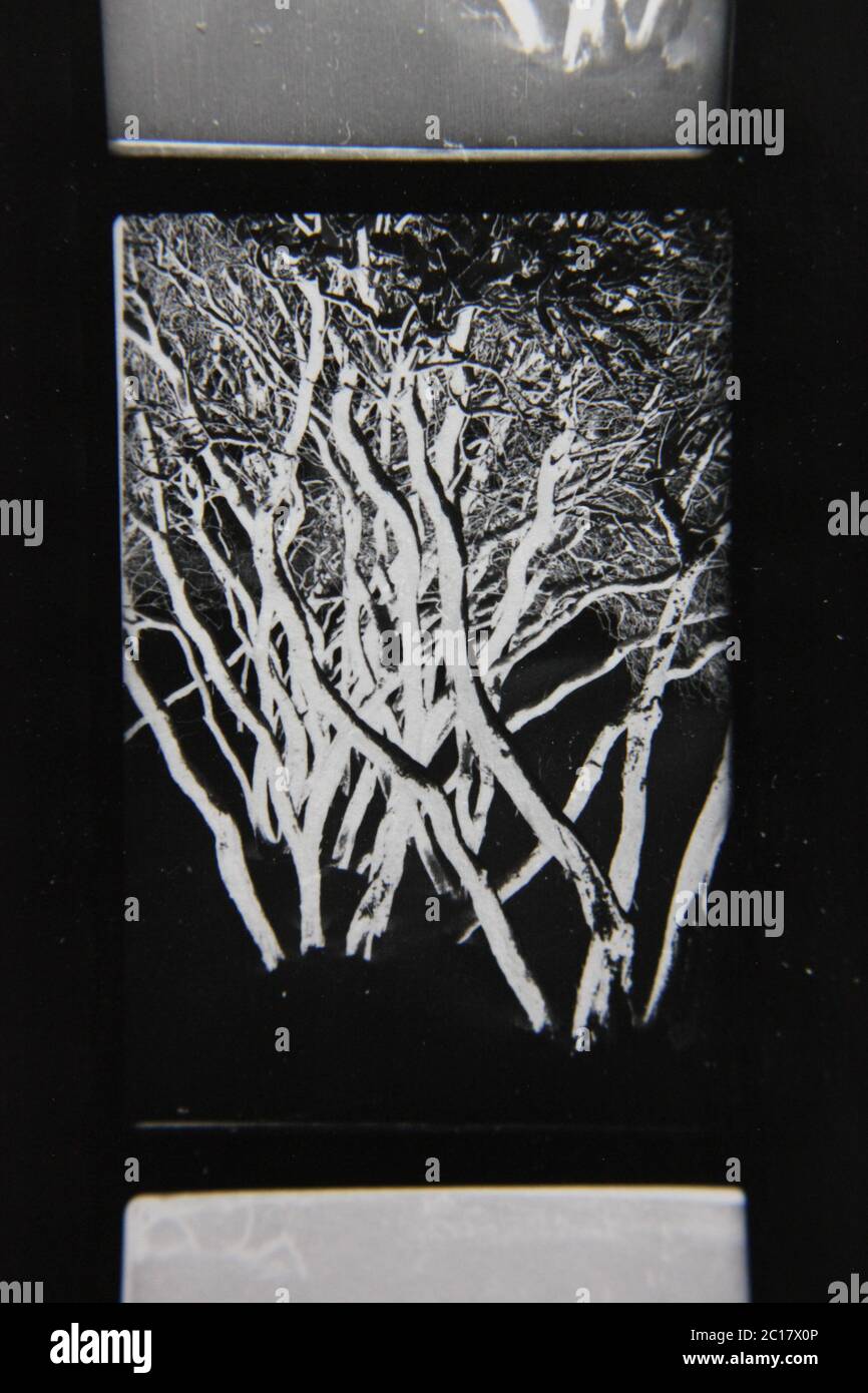 Fine 70s vintage contact print black and white extreme photography of a ...