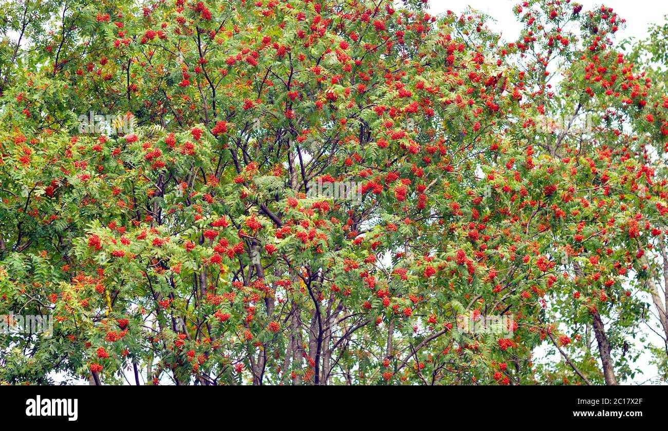Red tree berries hi-res stock photography and images - Alamy