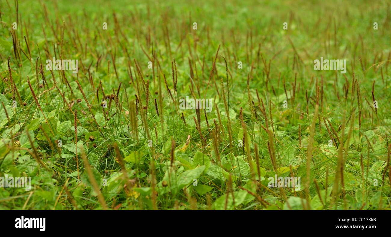 Fresh plantain background Stock Photo - Alamy