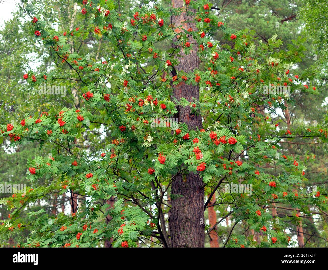 Red tree berries hi-res stock photography and images - Alamy
