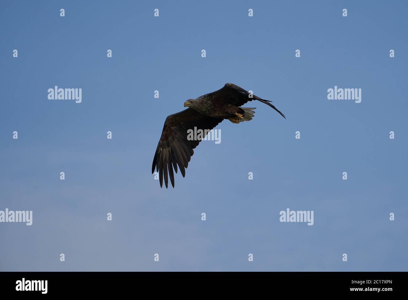 White tailed Eagle Catching eel Raptor Lake Hunting Flying Stock Photo ...