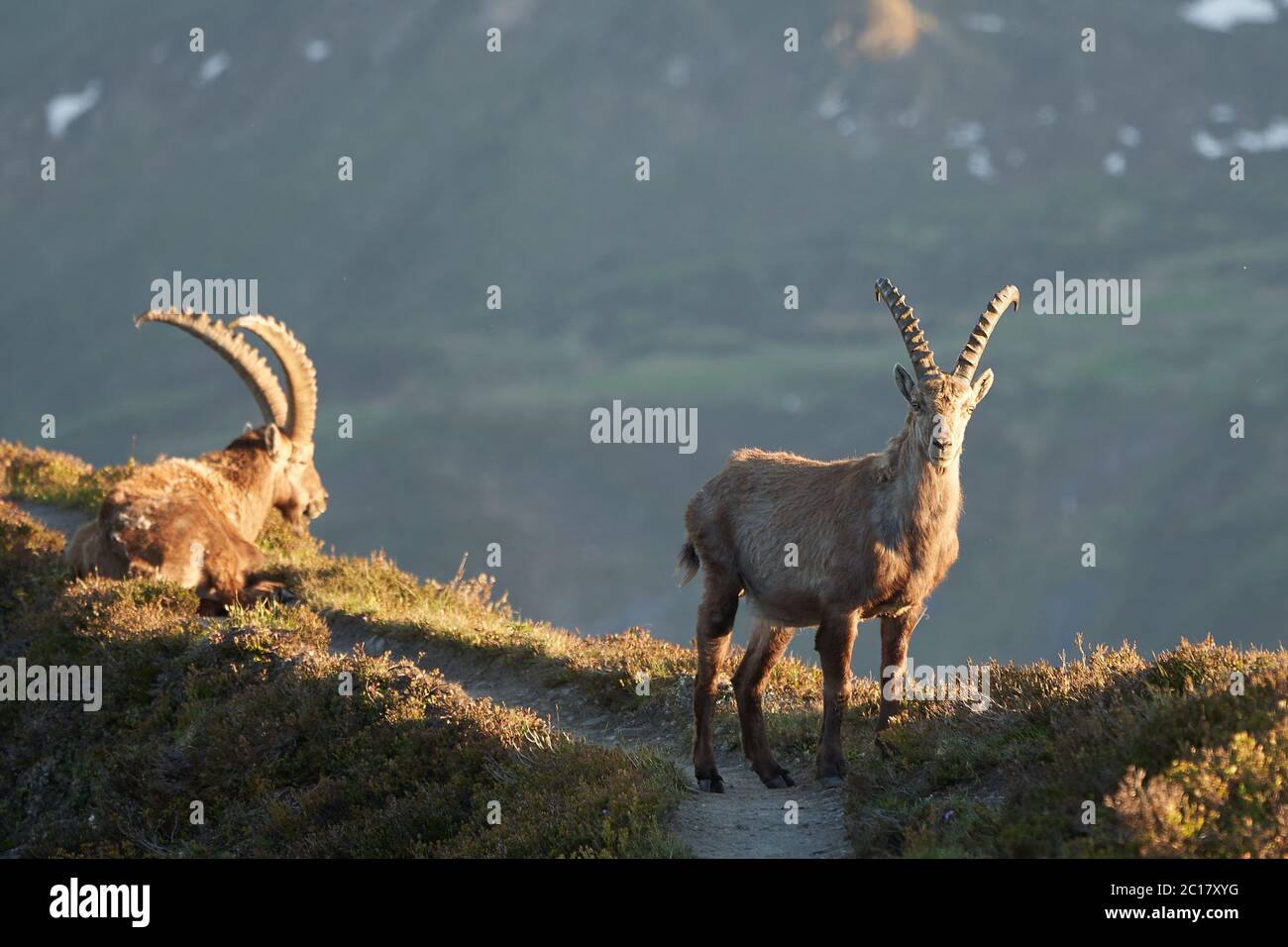 Beautiful male ibex mountain goat hi-res stock photography and images ...