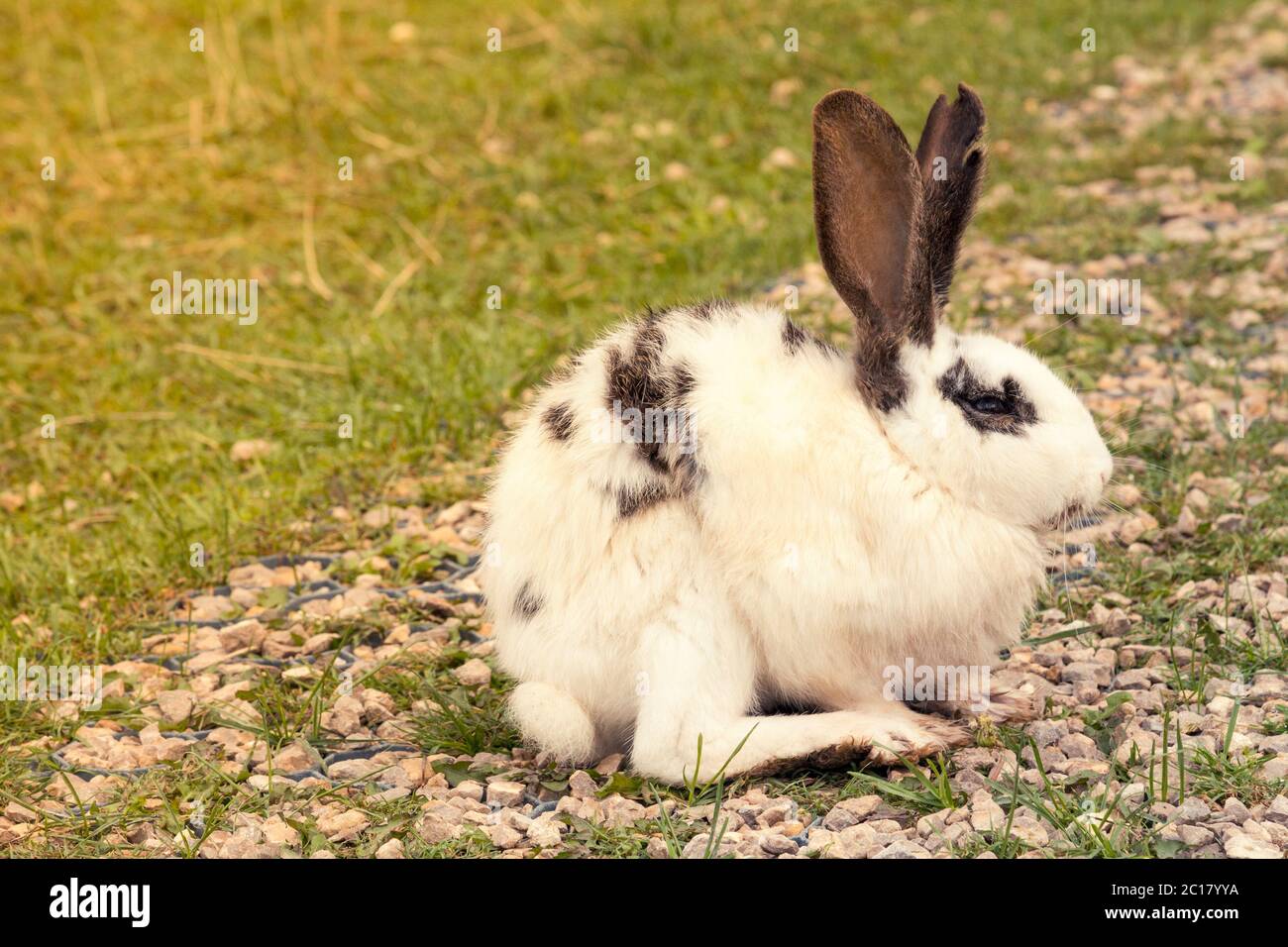 Spotted rabbit hi-res stock photography and images - Alamy