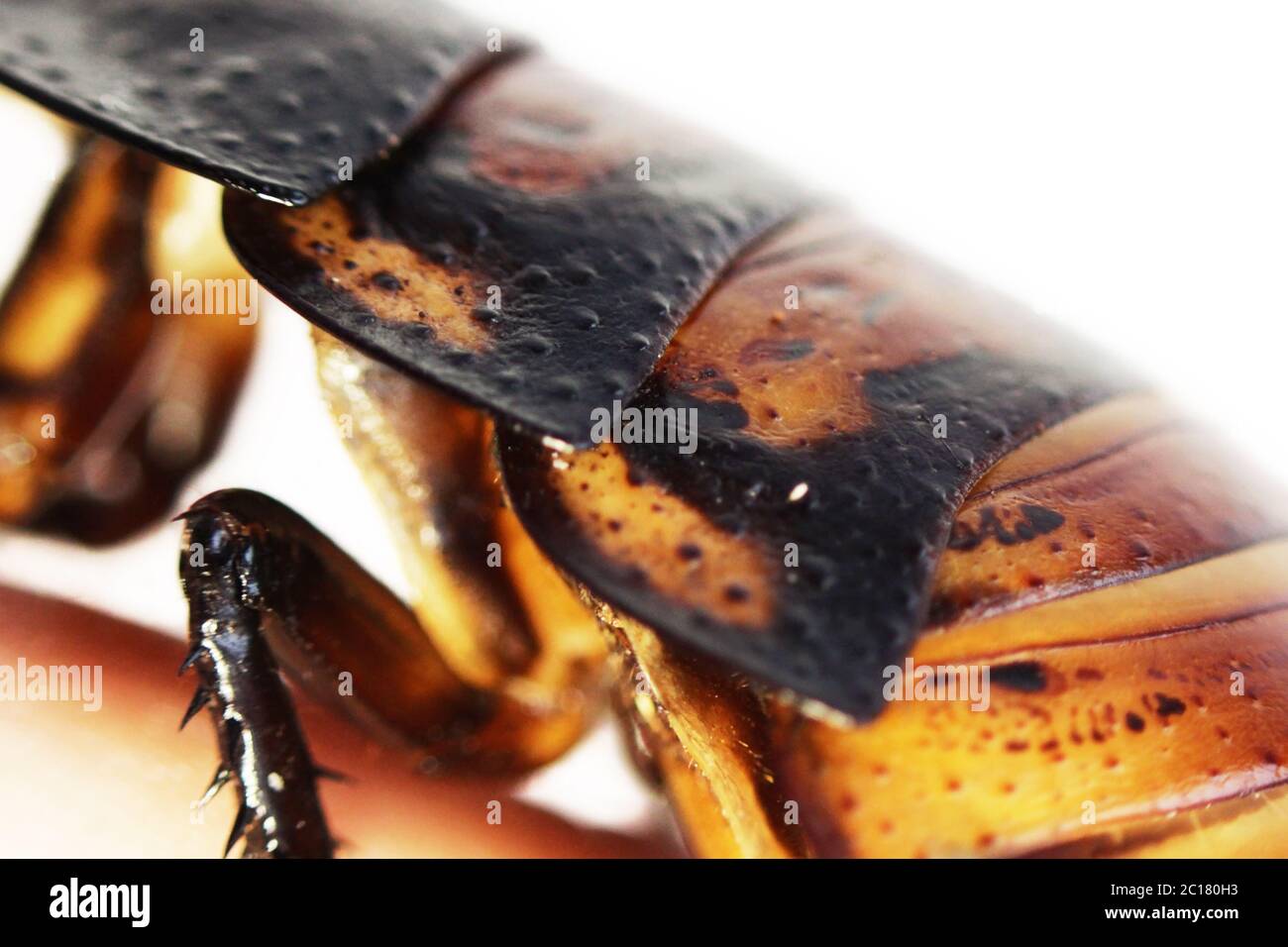 Macro photo Madagascar hissing cockroach Gromphadorhina portentosa on ...