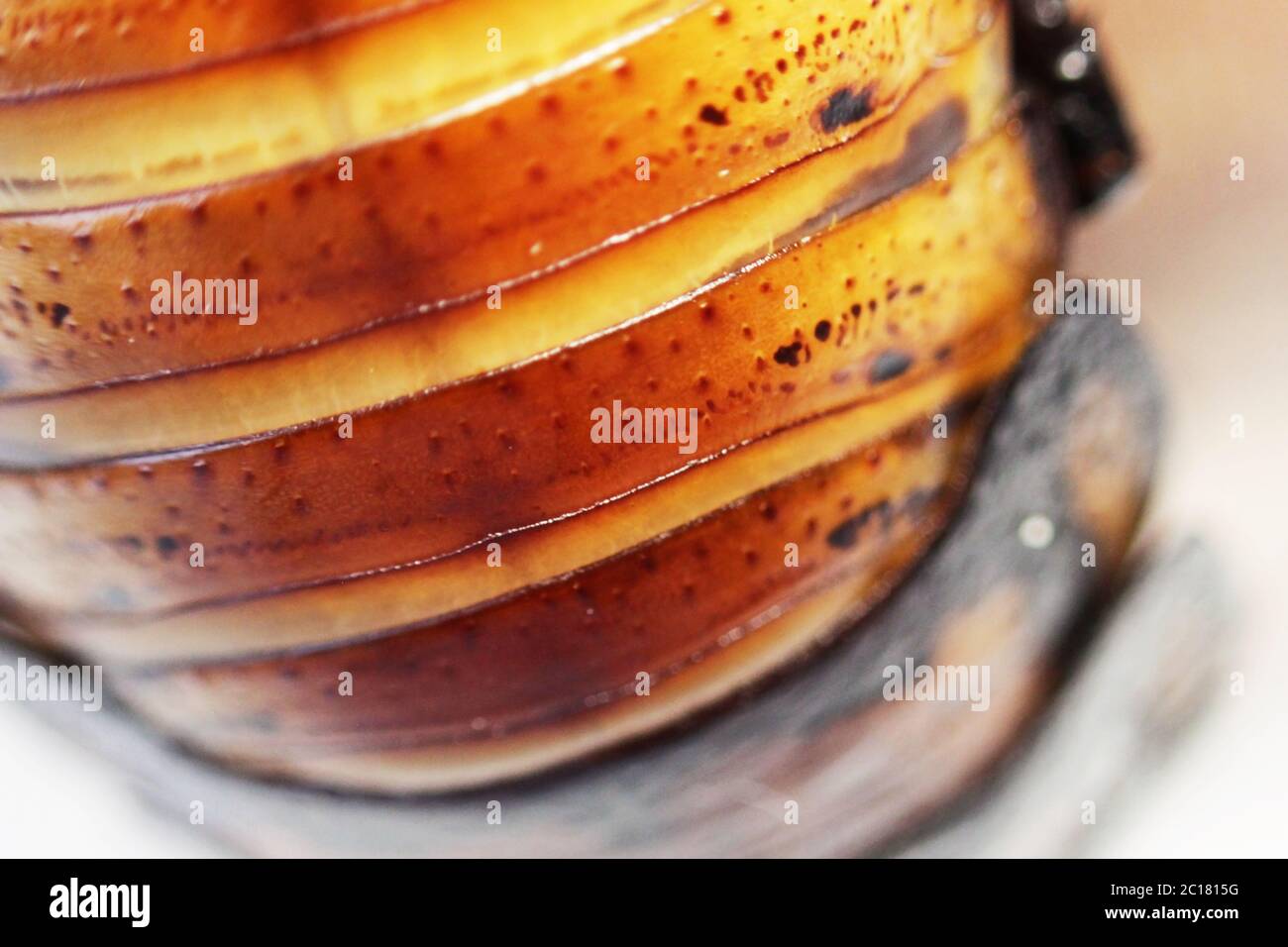 Macro photo Madagascar hissing cockroach Gromphadorhina portentosa on ...