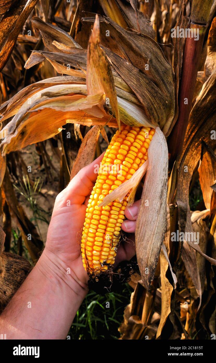 Corn Plant Background Stock Photo - Alamy