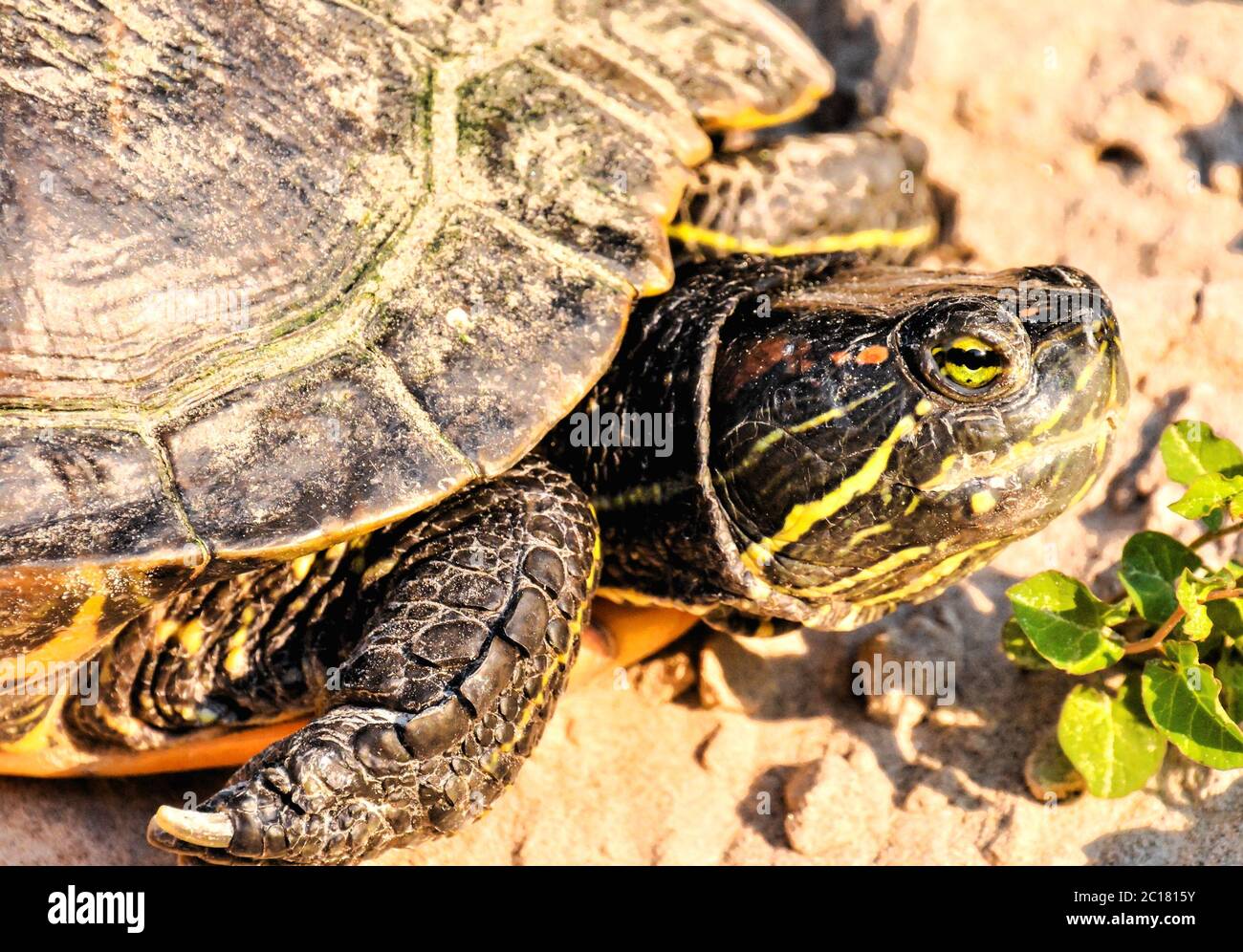 Trachemys Scripta Elegans Tortoise Stock Photo - Alamy