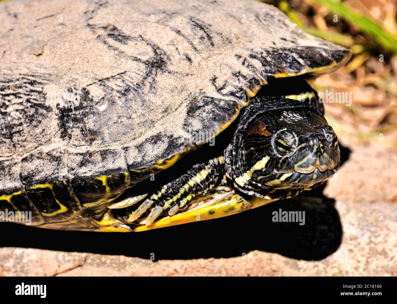 Trachemys Scripta Elegans Tortoise Stock Photo - Alamy