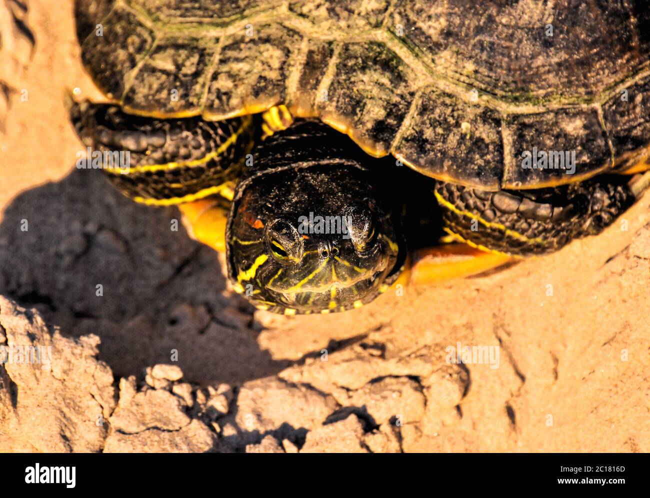 Trachemys Scripta Elegans Tortoise Stock Photo - Alamy
