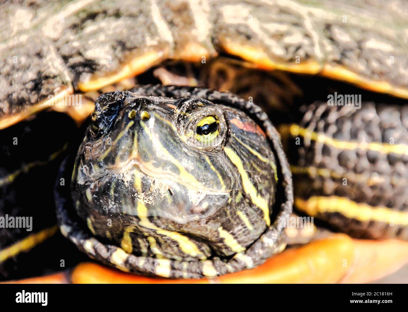 Trachemys Scripta Elegans Tortoise Stock Photo - Alamy