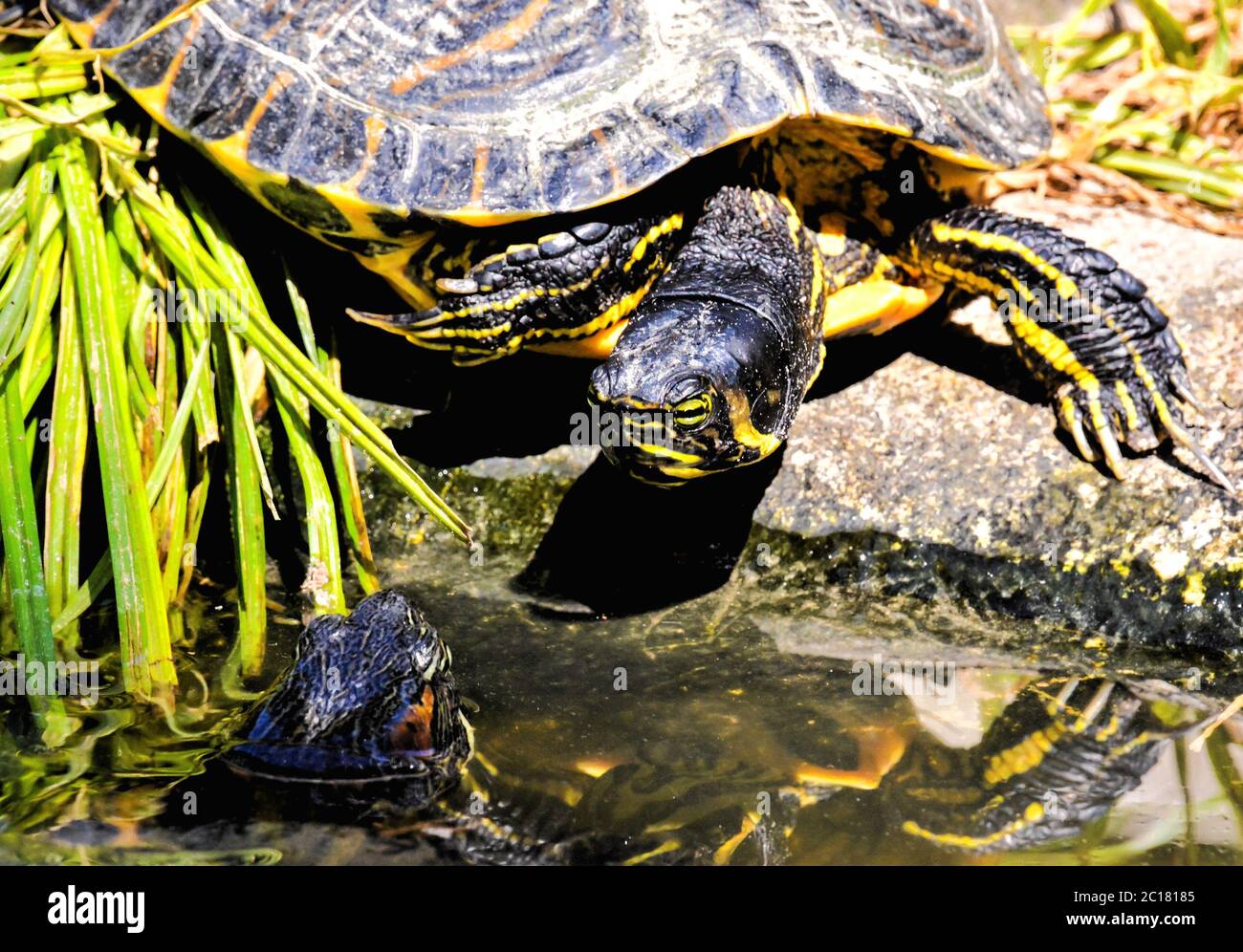 Trachemys Scripta Elegans Tortoise Stock Photo - Alamy