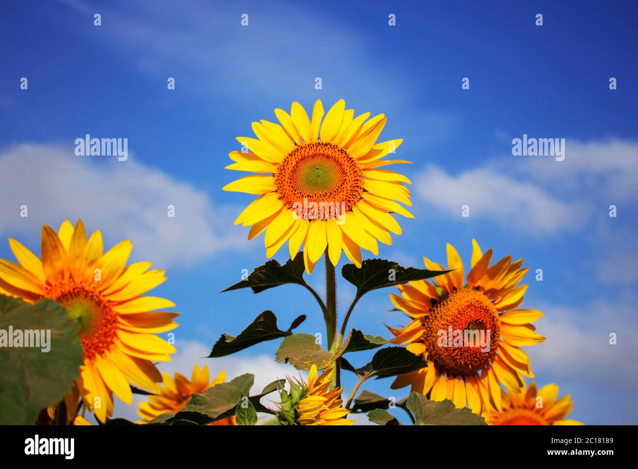 Sky and sunflowers hi-res stock photography and images - Alamy