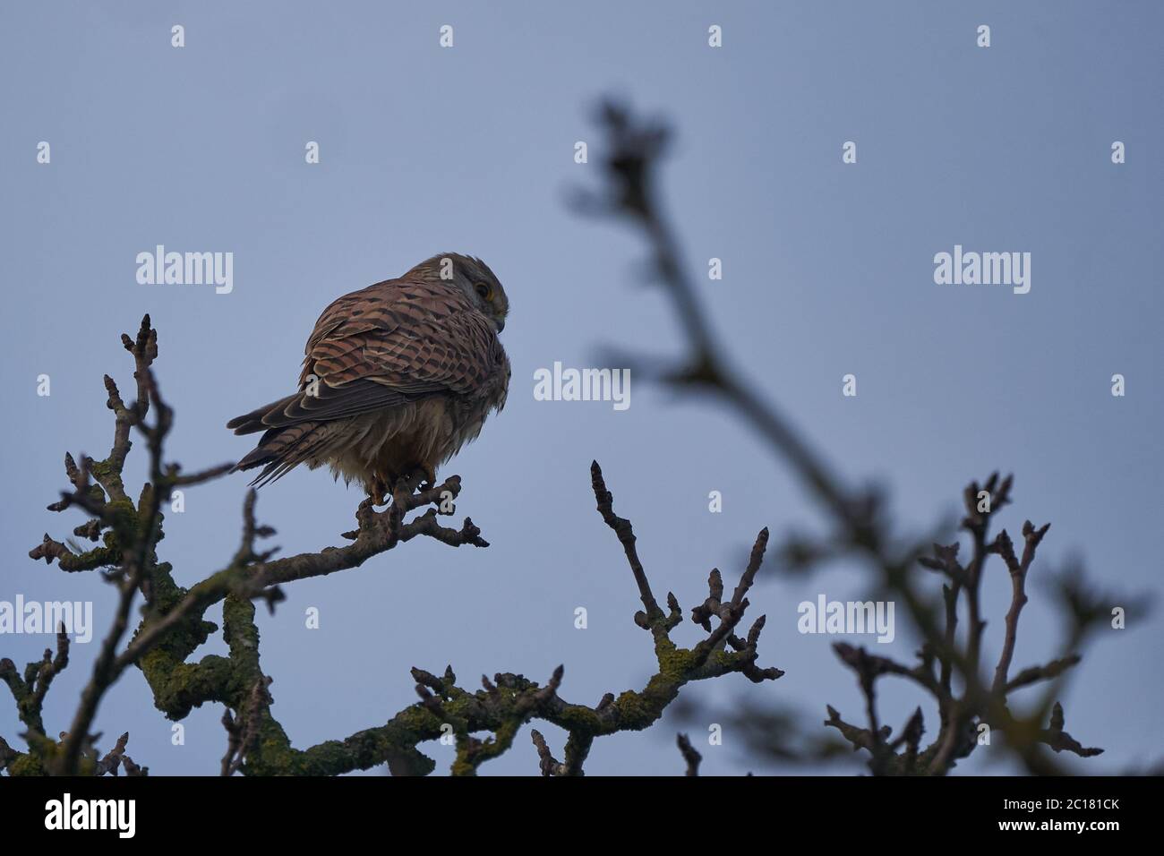 Common kestrel Falco tinnunculus belongs to falcon Falconidae Old World ...