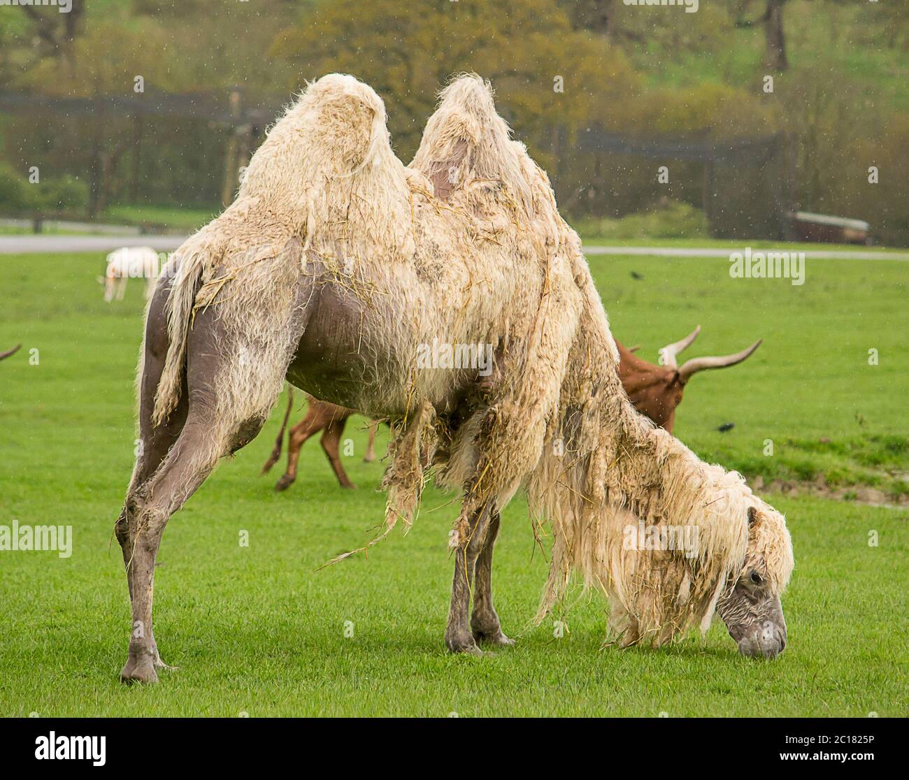 White bactrian camel with two humps eating grass in the rain Stock ...