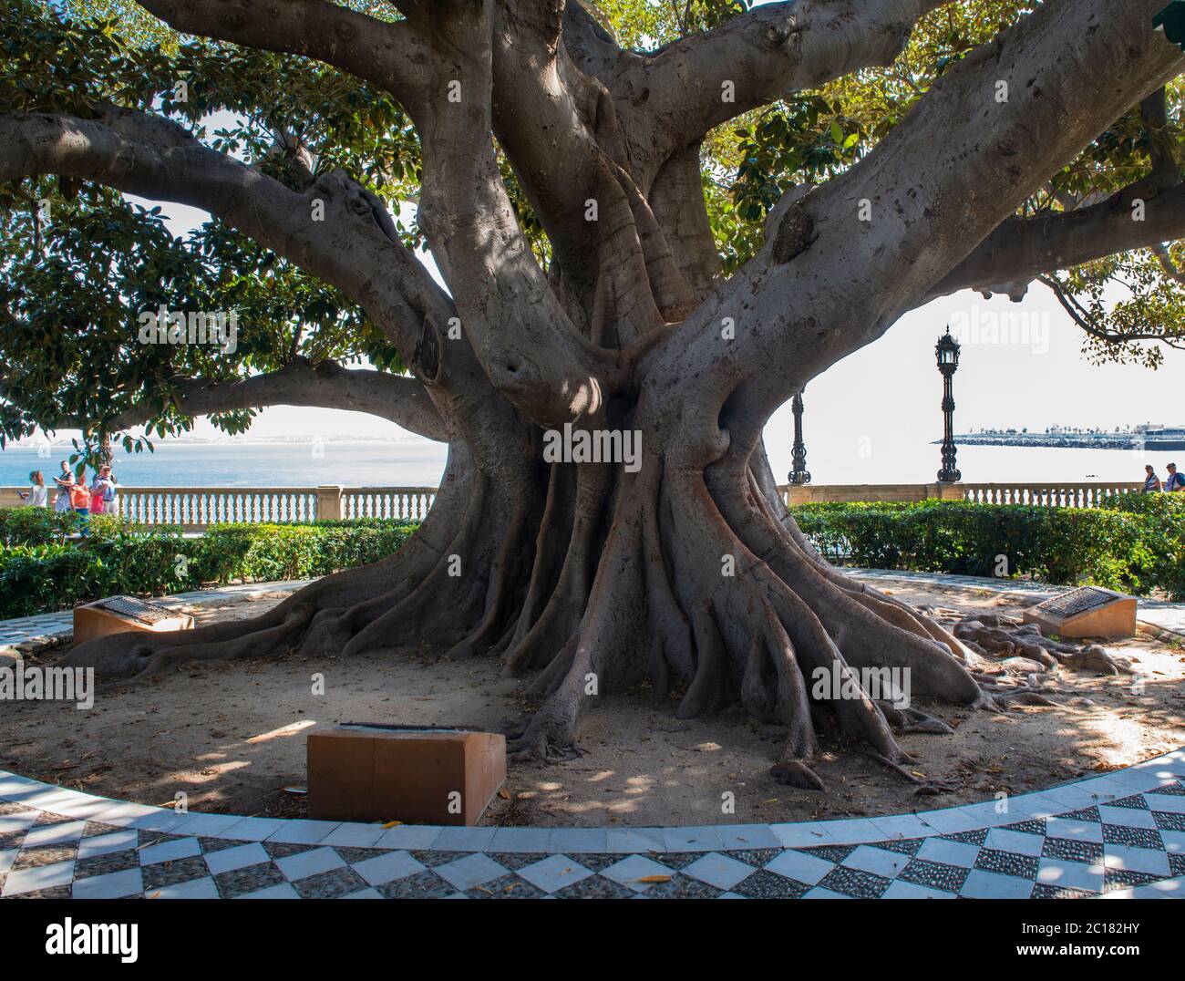 Giant Old Tree in Parque Genoves, Cadiz, Spain Stock Photo - Alamy