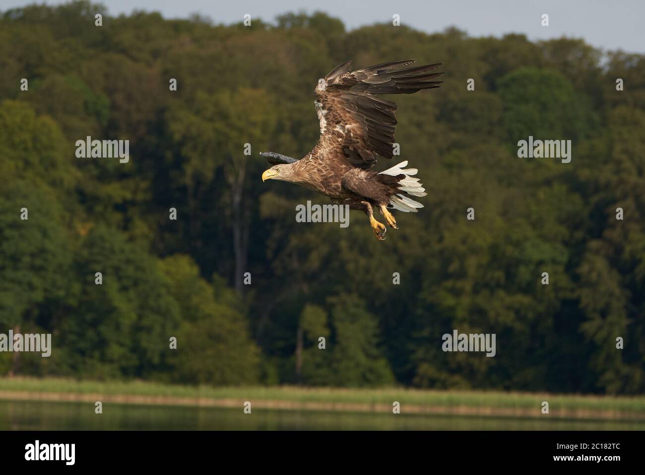White tailed Eagle Catching eel Raptor Lake Hunting Stock Photo - Alamy