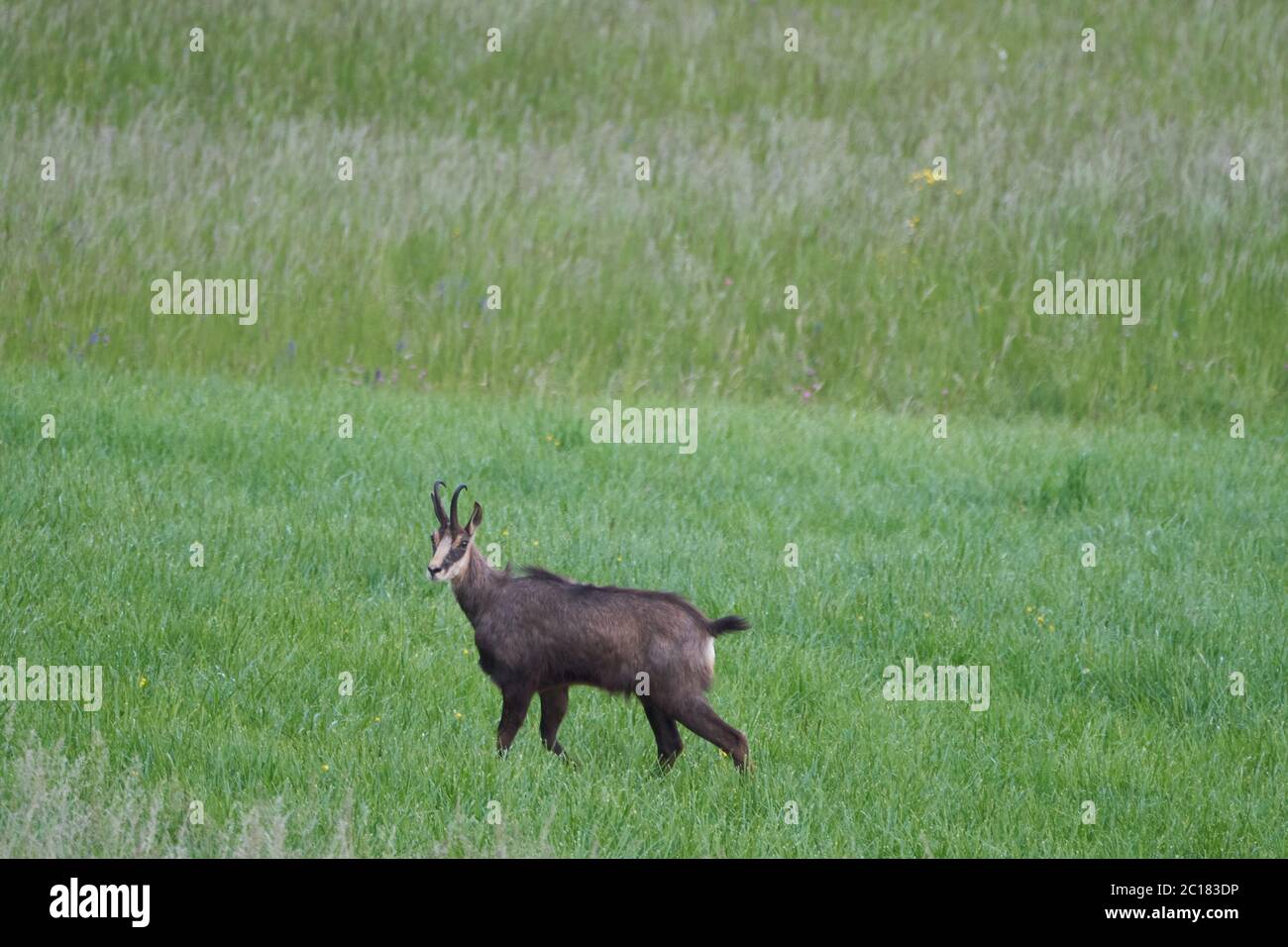 Sub saharan desert goat hi-res stock photography and images - Alamy