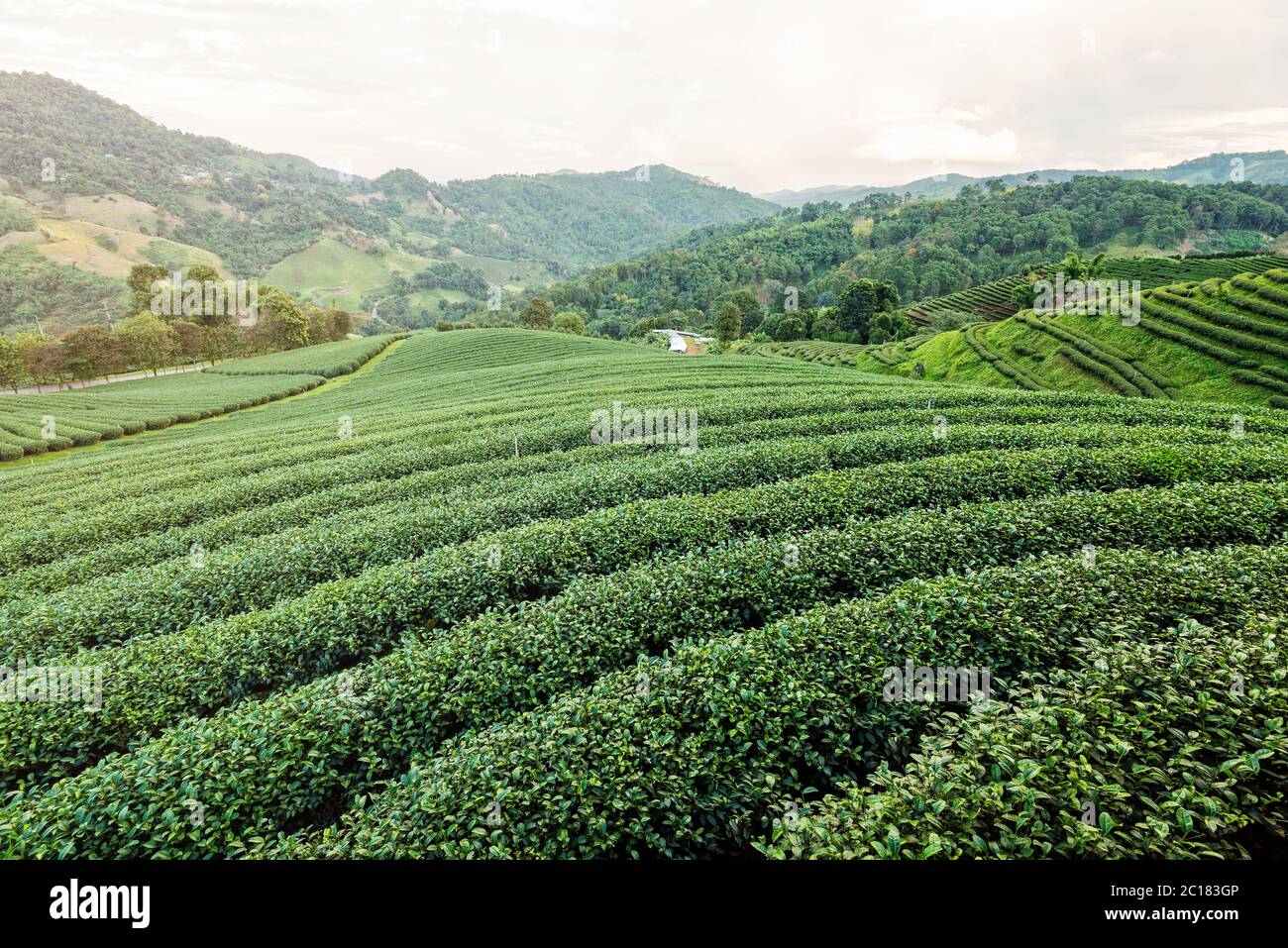 Landscape of green tea plantation Stock Photo - Alamy