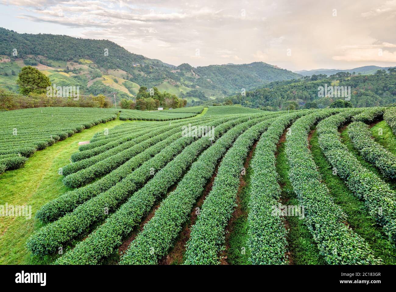 Landscape of green tea plantation Stock Photo - Alamy