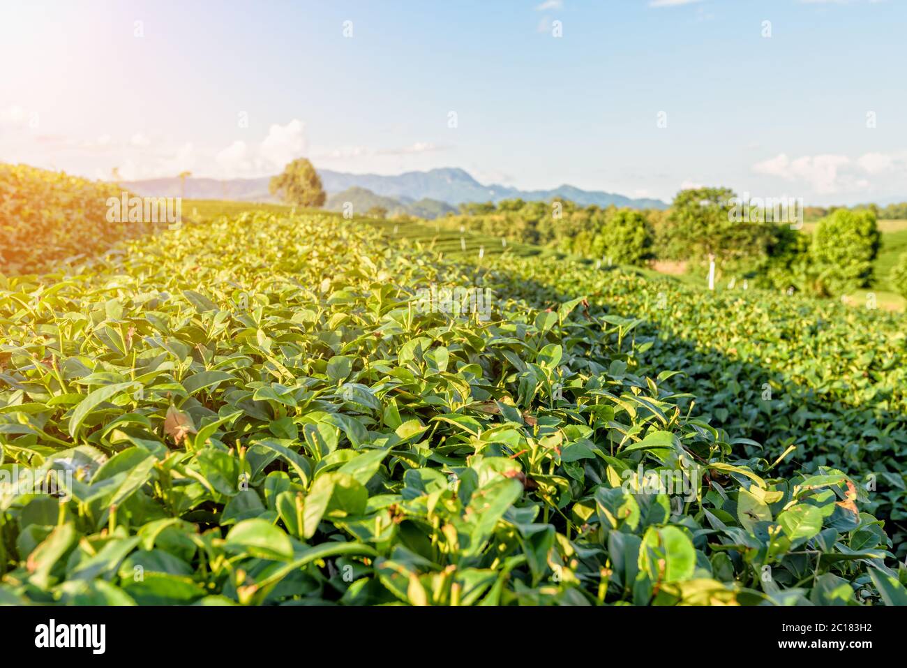 Green tea plantation Stock Photo - Alamy