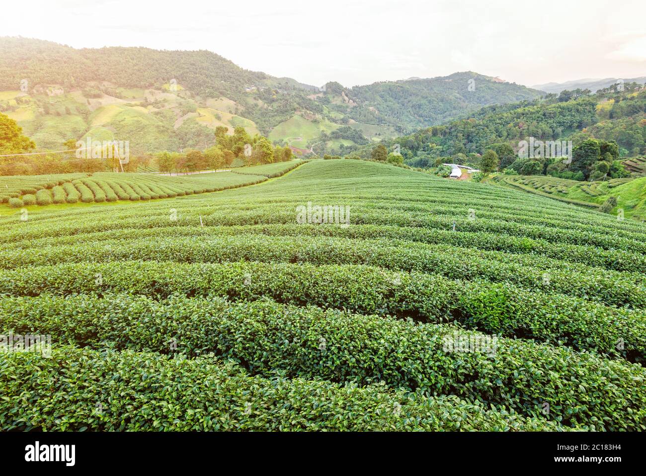 Beautiful tea garden rows sky hi-res stock photography and images - Alamy