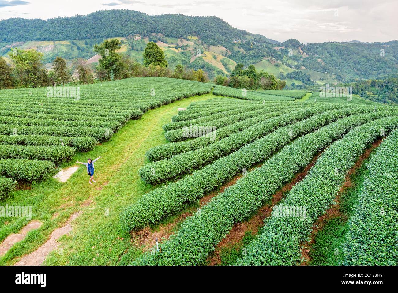 Tourist women on green tea plantation Stock Photo - Alamy