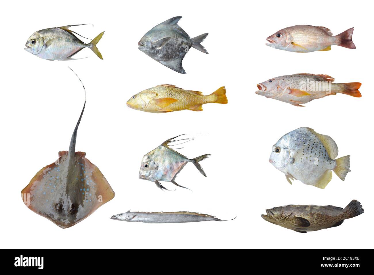 collage raw fish Stock Photo - Alamy