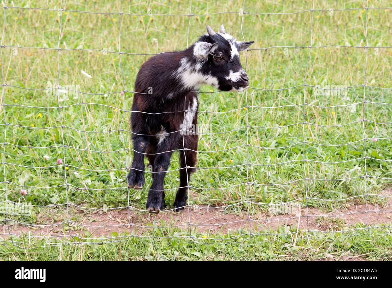 Little goat outdoors hi-res stock photography and images - Alamy