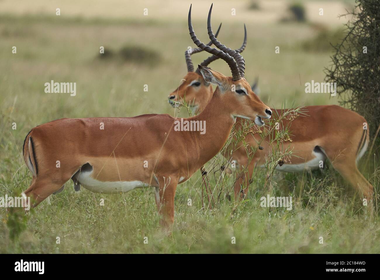 Impala Group Impalas Antelope Portrait Africa Safari Stock Photo - Alamy