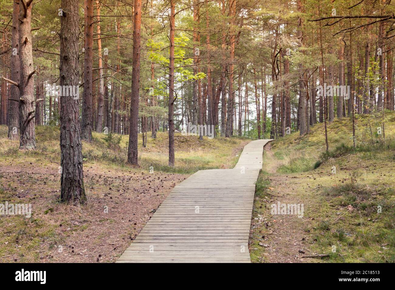 Wooden pathway in the forest Stock Photo - Alamy