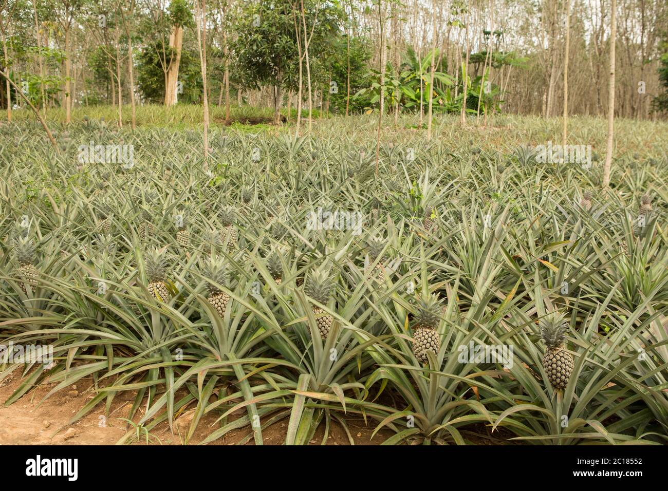 Pineapple plant, tropical fruit growing in a farm Stock Photo - Alamy