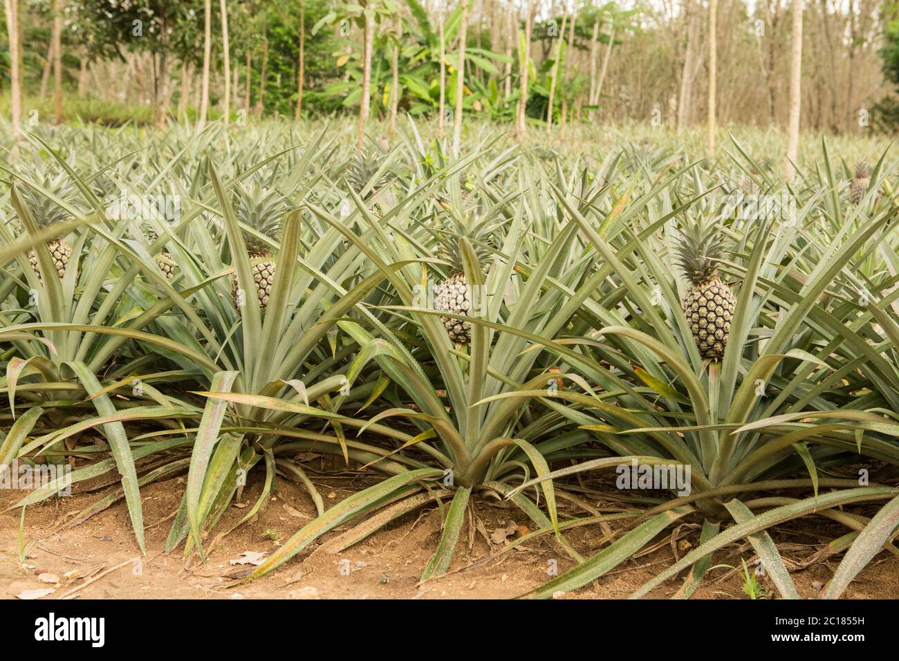 Pineapple plant, tropical fruit growing in a farm Stock Photo - Alamy